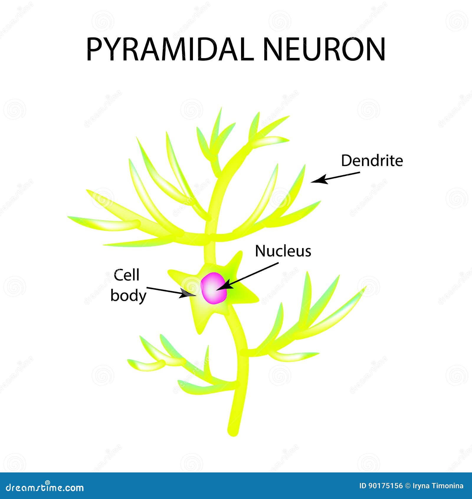 De Structuur Van Het Pyromidal Neuron Zenuwcel Infographics Stock ...