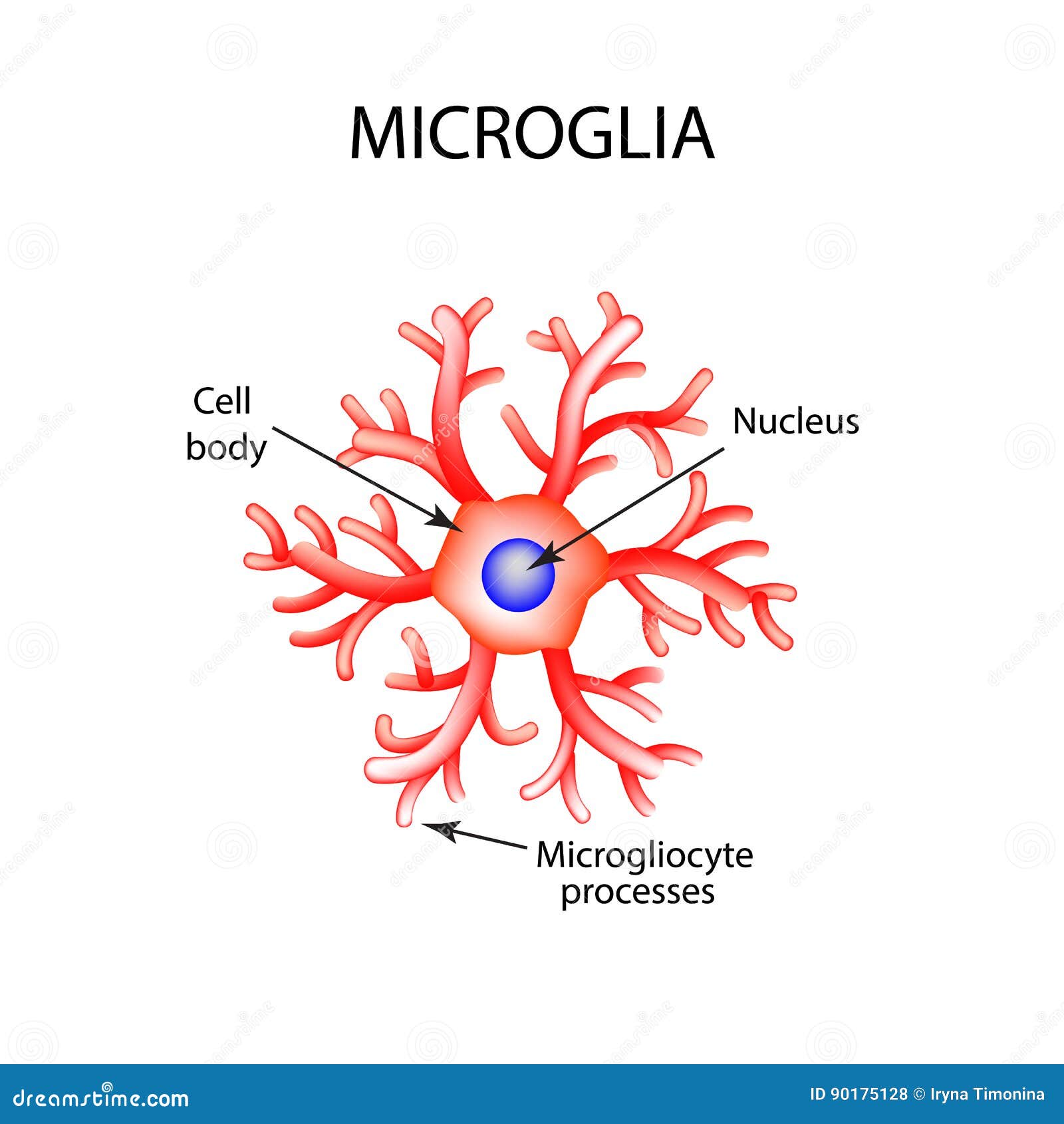 De Structuur Van Microglia Neuron Zenuwcel Infographics ...