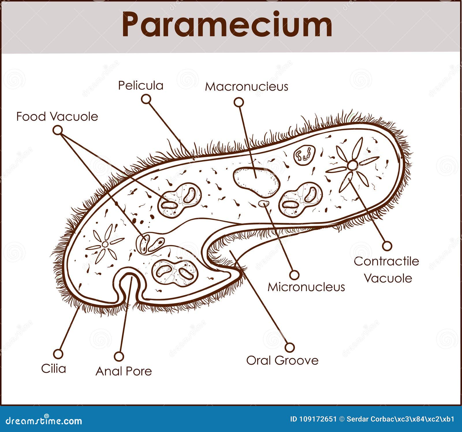 De Structuur Van Paramecium-saudatum Vector Illustratie - Illustration ...