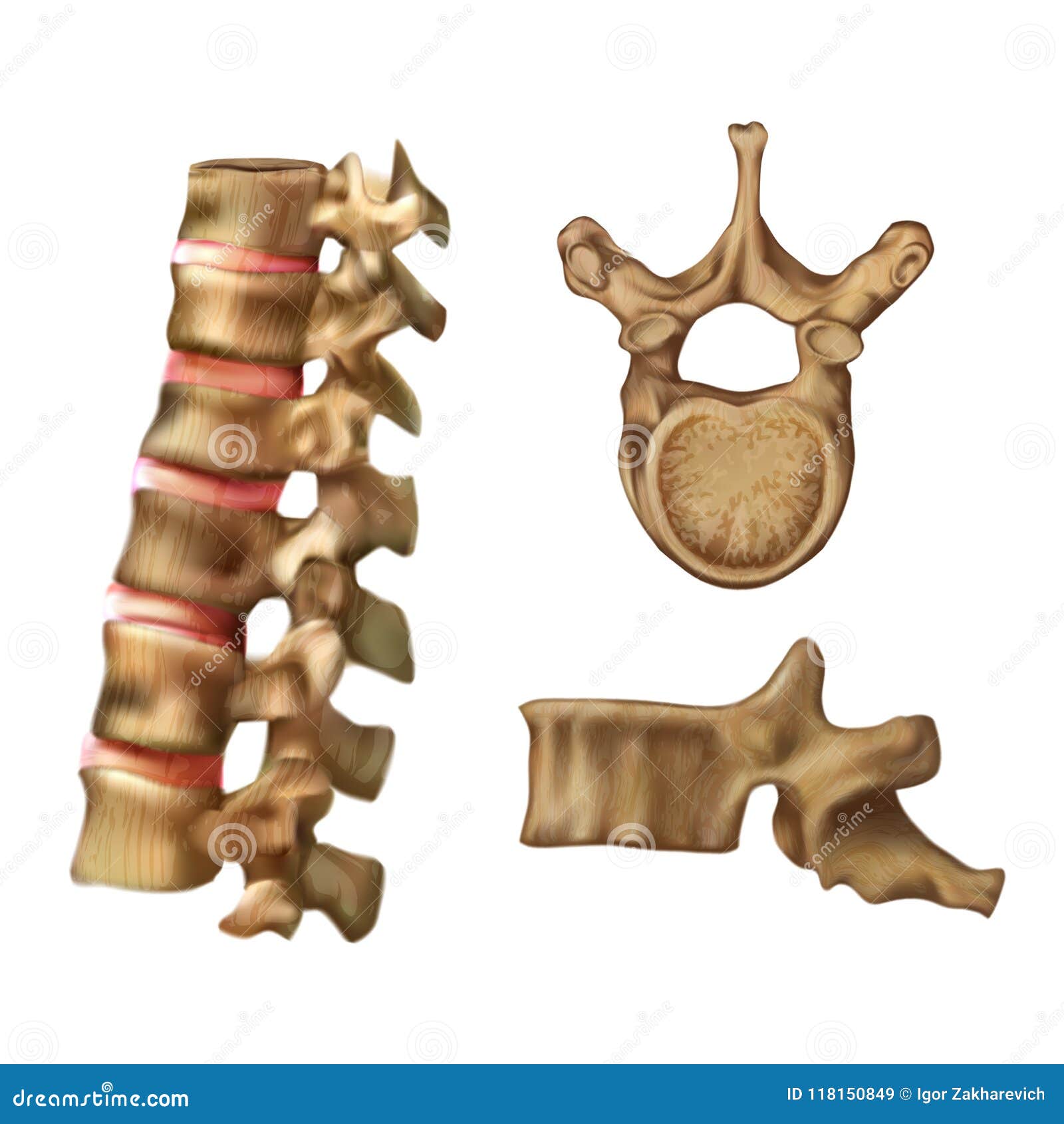 De Structuur Van De Skeletstekel Van De 6de Ruggewervel Stock ...