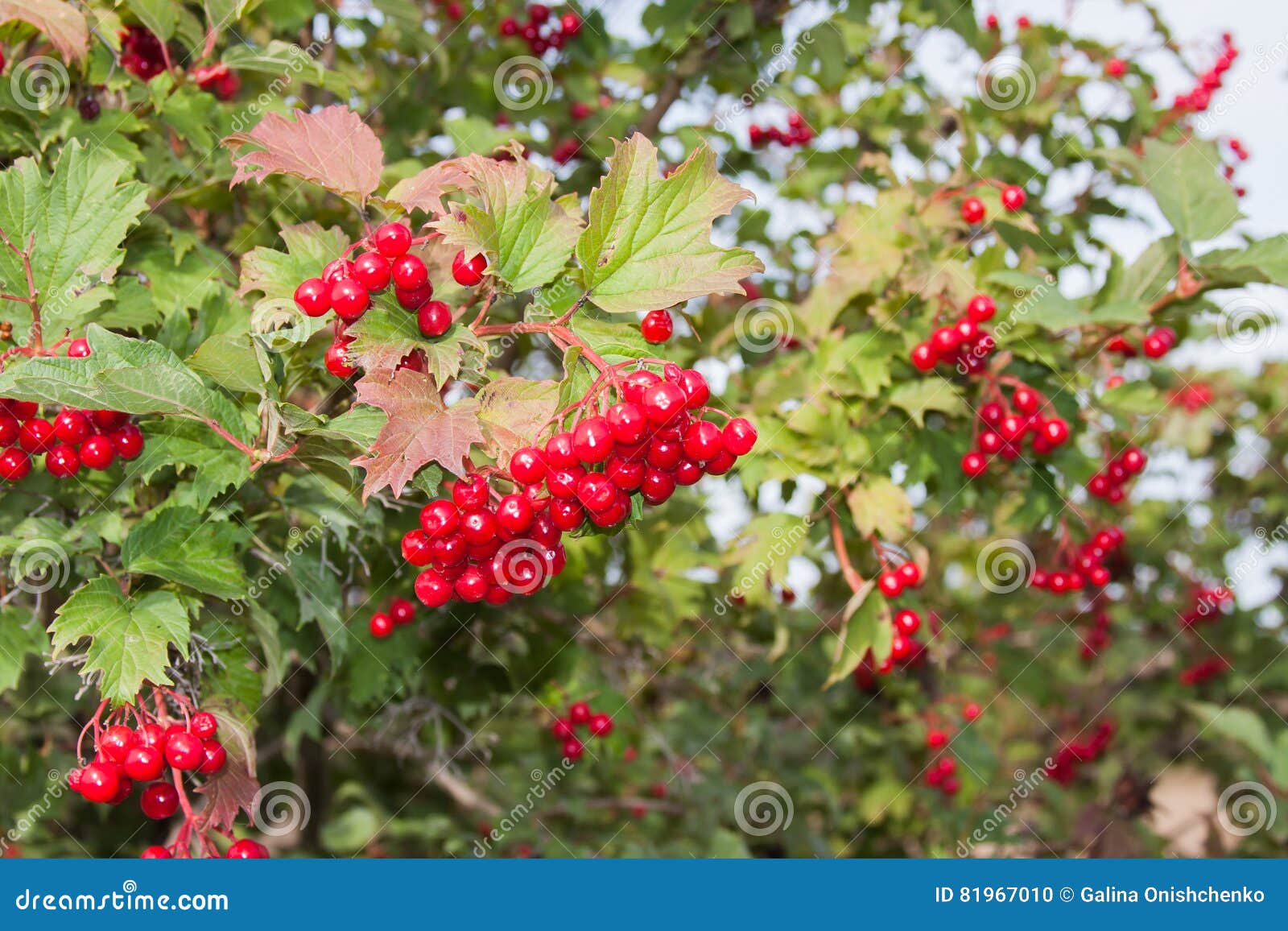De Struik Met Heldere Rode Bessen Van Viburnum Stock Foto - Image of ...