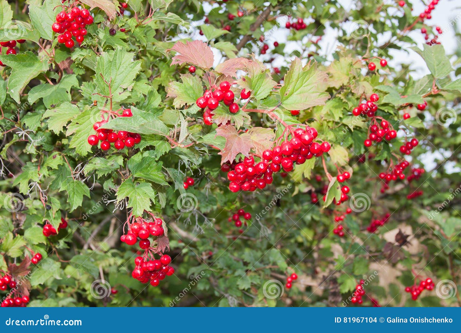 De Struik Met Heldere Rode Bessen Van Viburnum Stock Foto - Image of ...