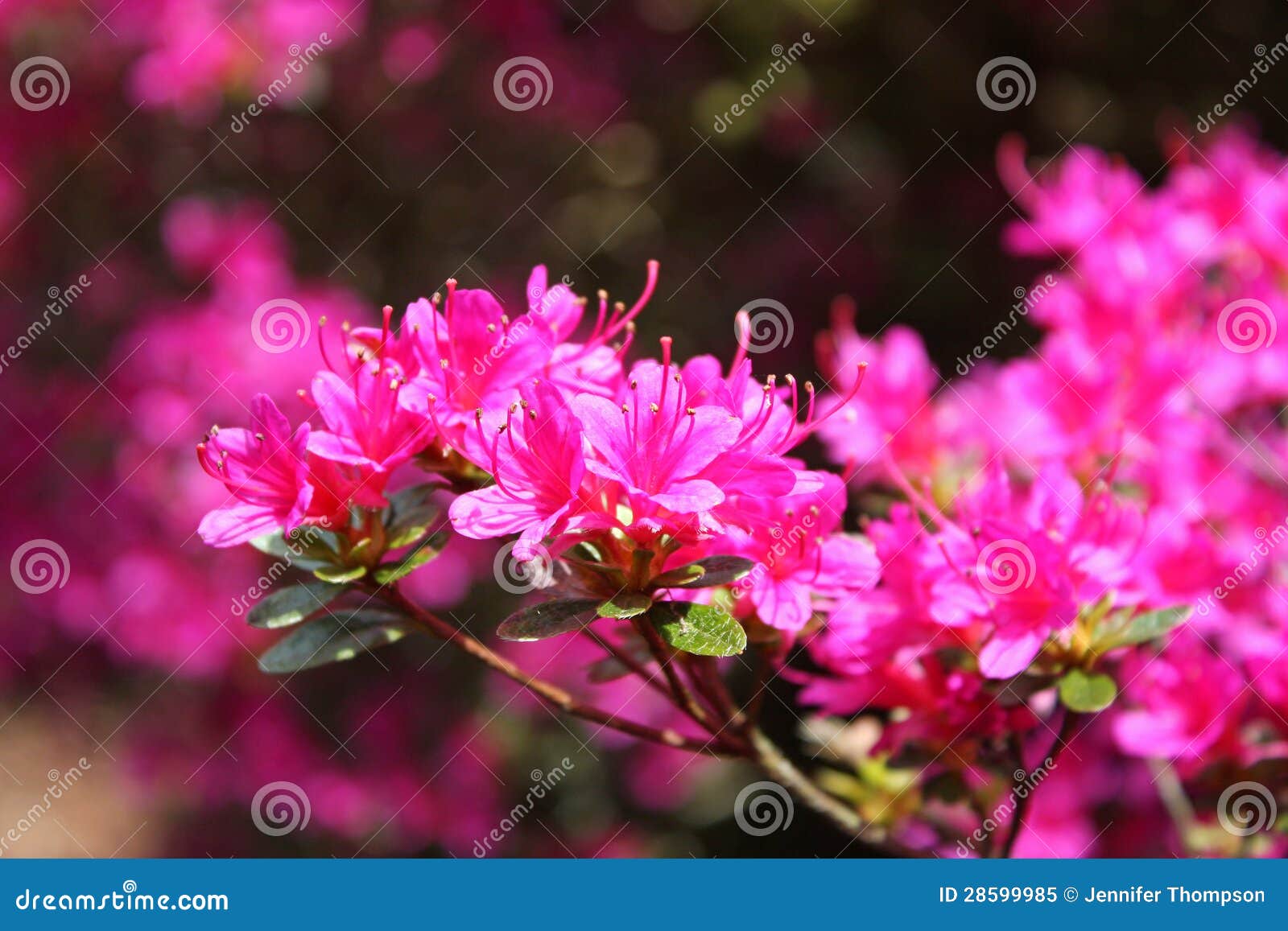 De struik van de azalea stock afbeelding. Image of struik - 28599985