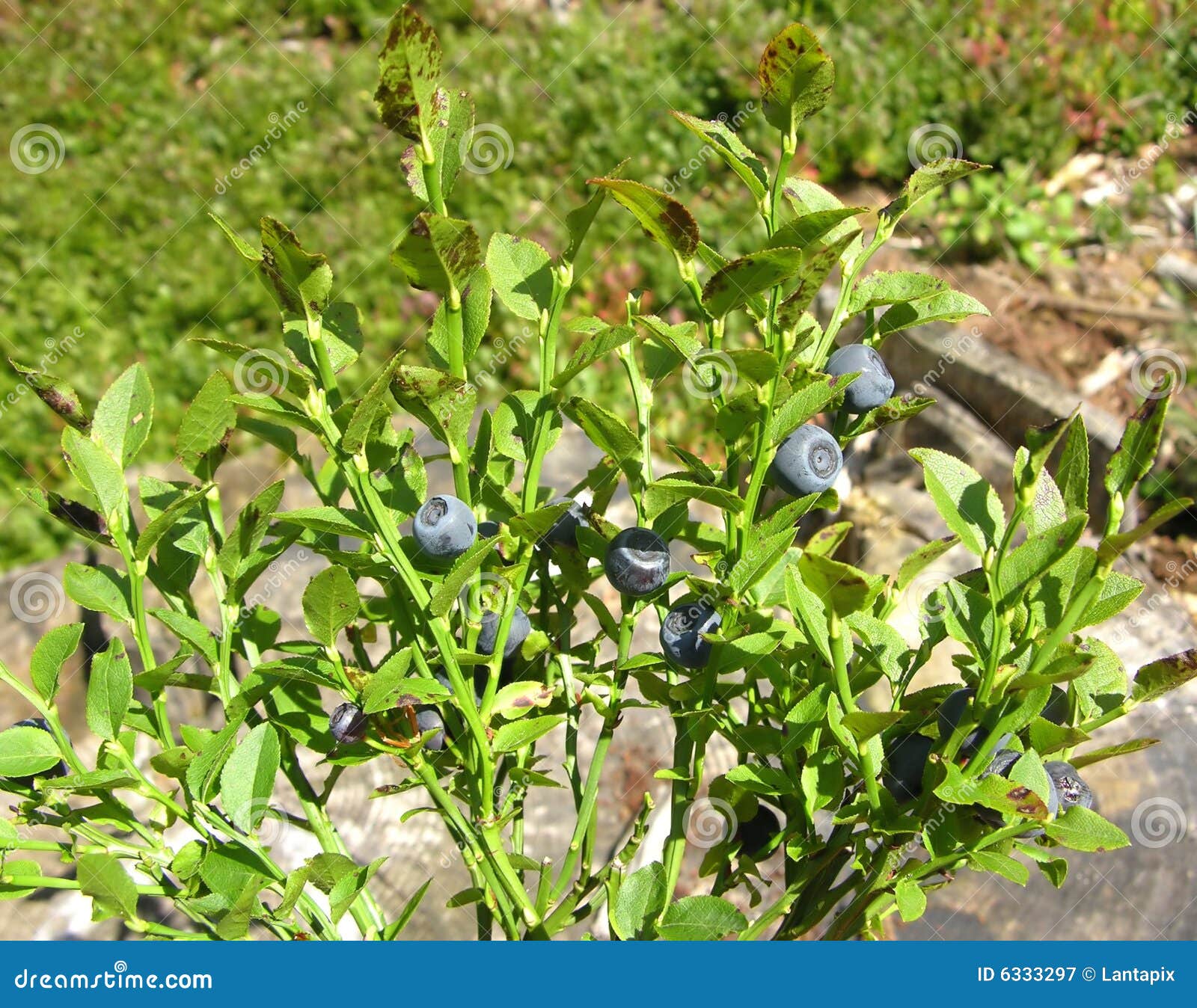 De struik van de bosbes stock afbeelding. Image of bosbessen - 6333297