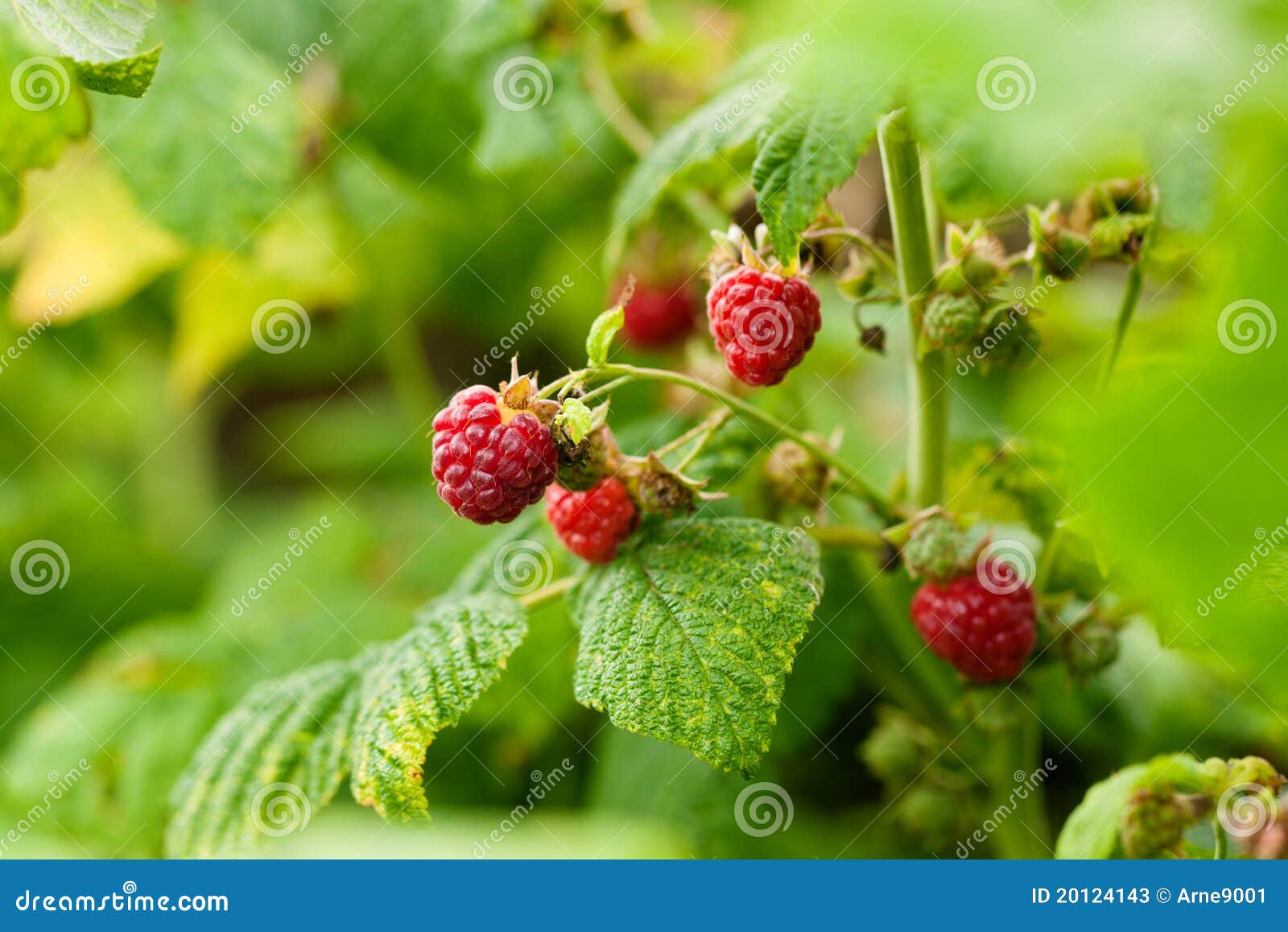 De struik van de framboos stock afbeelding. Image of zoet - 20124143