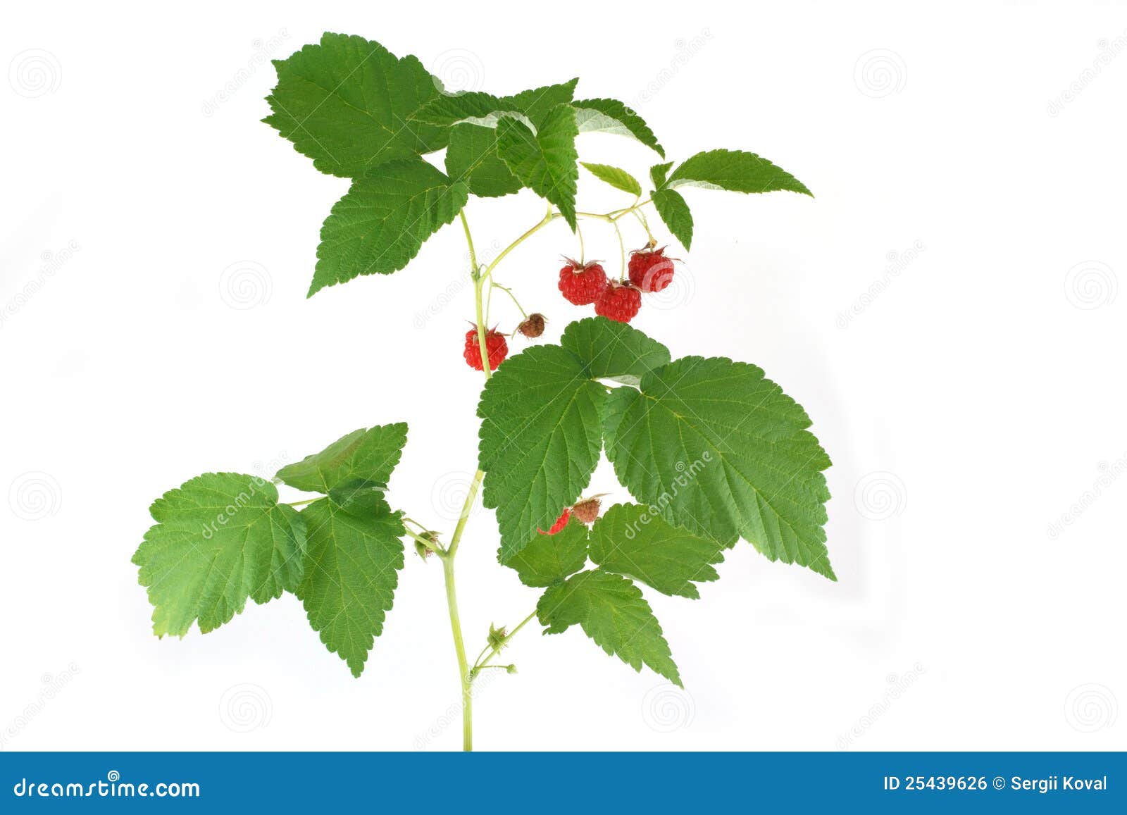 De struik van de framboos stock foto. Image of versheid - 25439626