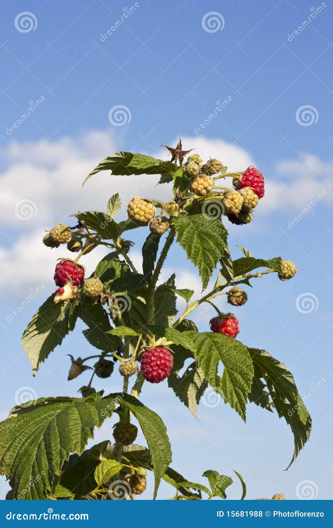 De Struik Van De Framboos Met Blauwe Hemel Stock Foto - Image of groep ...