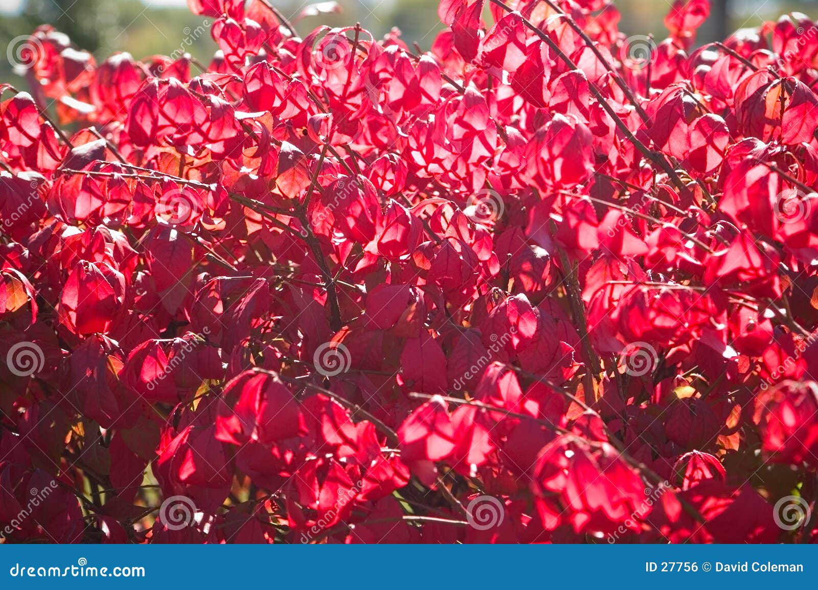 De struik van de herfst stock foto. Image of bladeren, draaien - 27756
