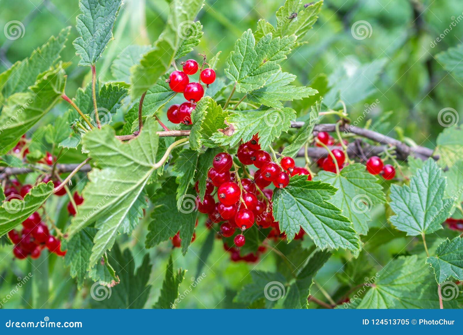 De Struik Van Rode Aalbessen Stock Afbeelding - Image of rijp, verzuur ...