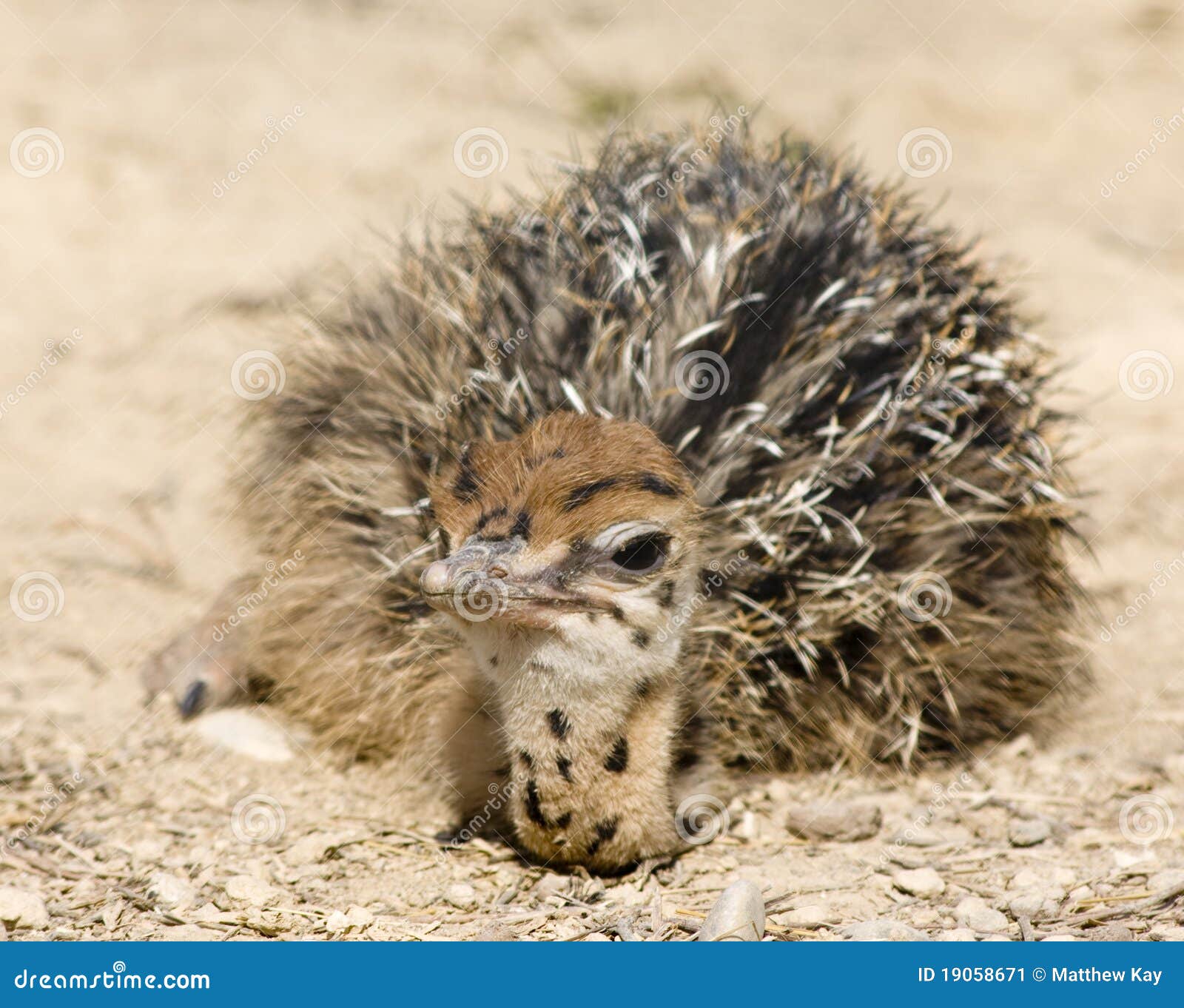 De Struisvogel van de baby stock afbeelding. Image of ostrich - 19058671