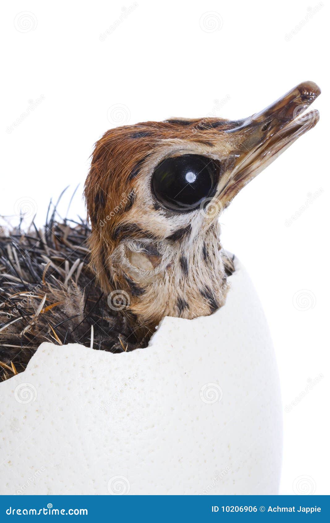 De Struisvogel Van De Baby in Ei Stock Foto - Image of uitbroeden ...