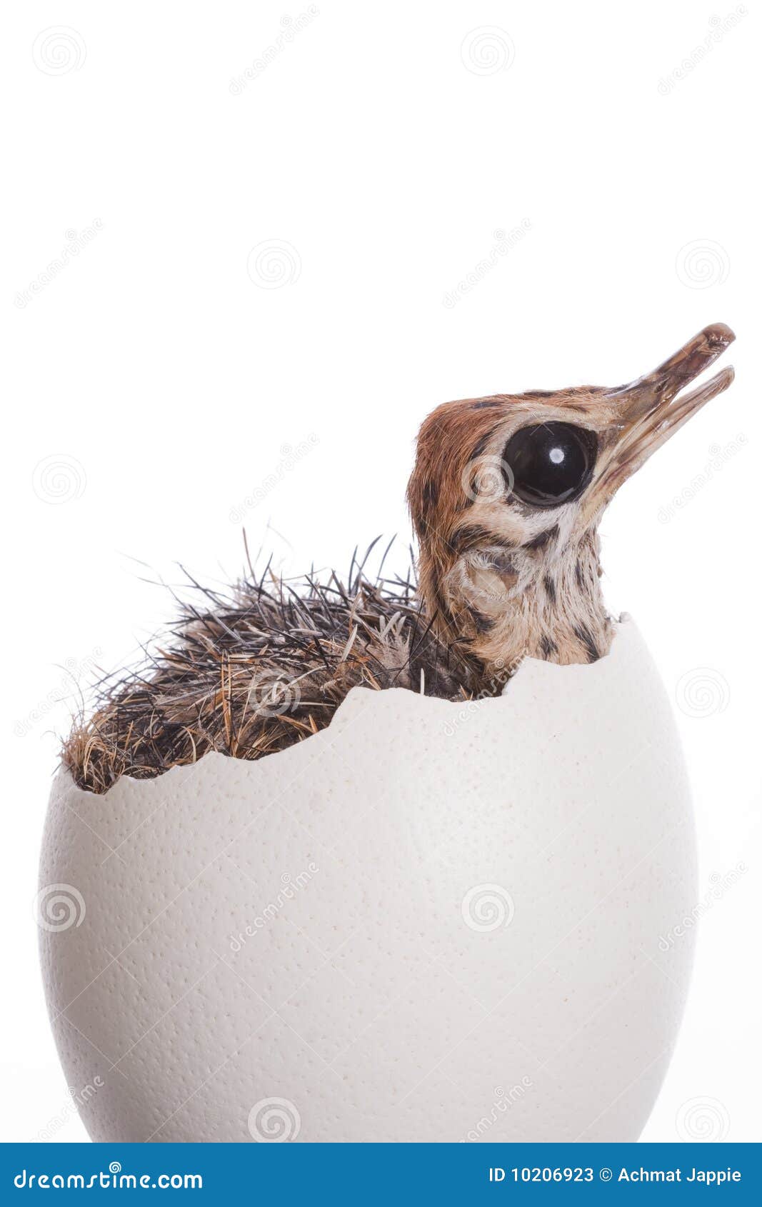 De Struisvogel Van De Baby in Ei Stock Afbeelding - Image of baby ...