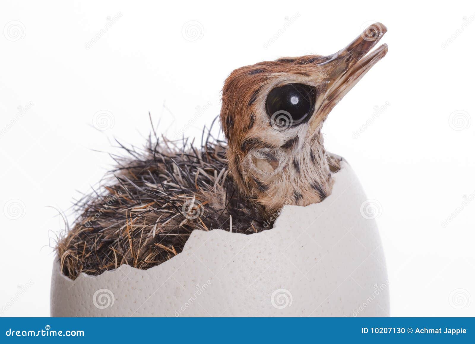 De Struisvogel Van De Baby in Ei Stock Foto - Image of struisvogel ...