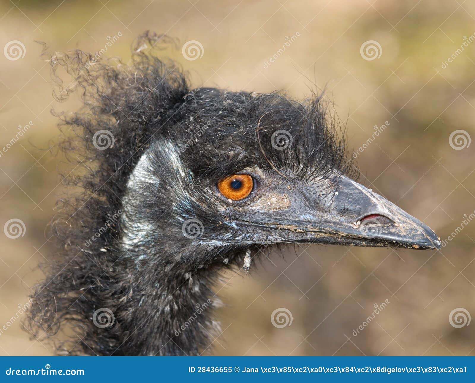De struisvogel van de emoe stock afbeelding. Image of struisvogel ...