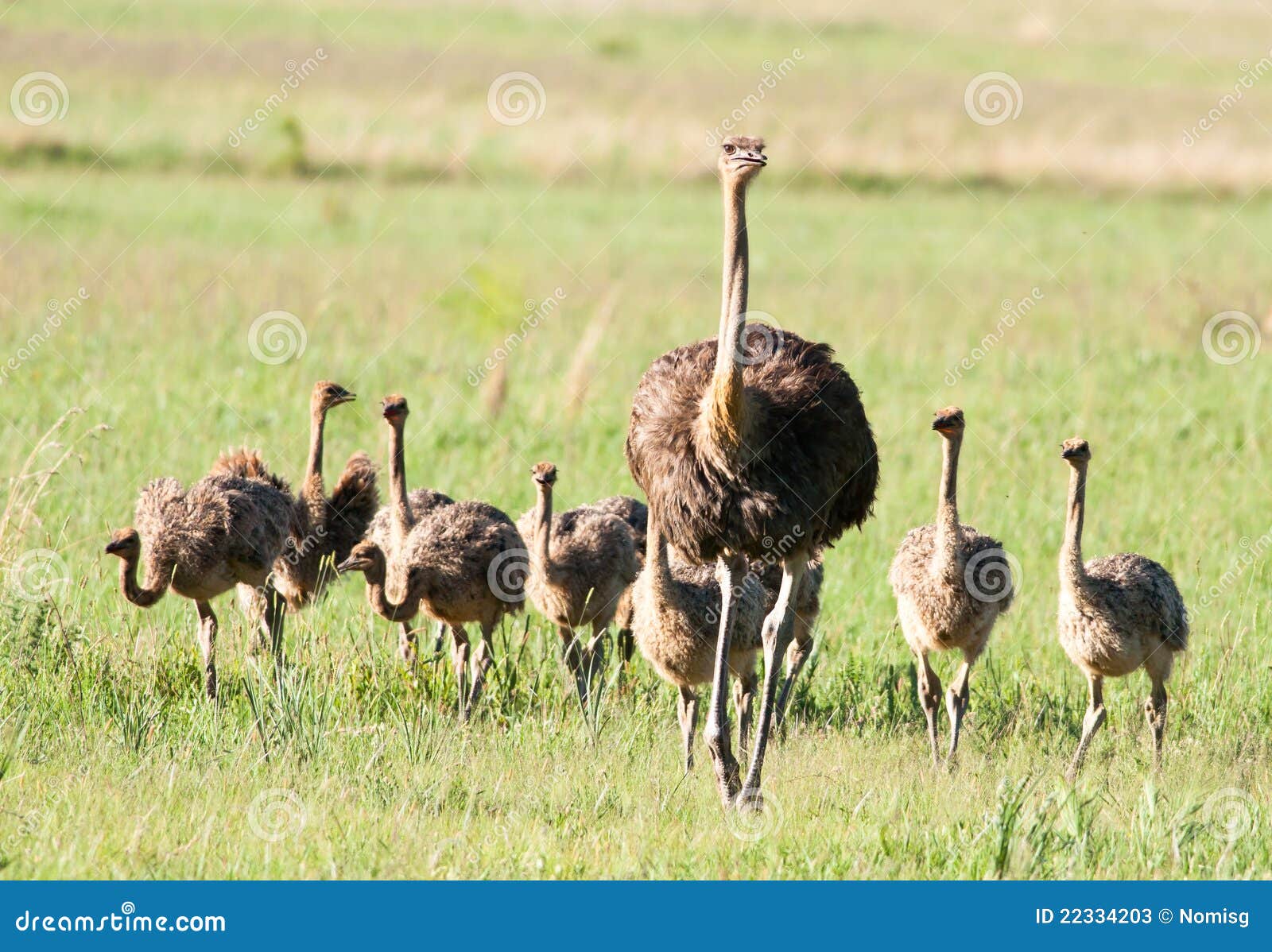 De Struisvogel Van De Moeder Voor Kuikens Stock Afbeelding - Image of ...