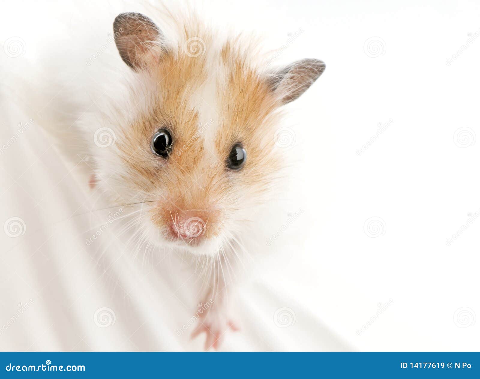 De Syrische Close-up Van Het Hamsterportret Stock Afbeelding - Image of ...