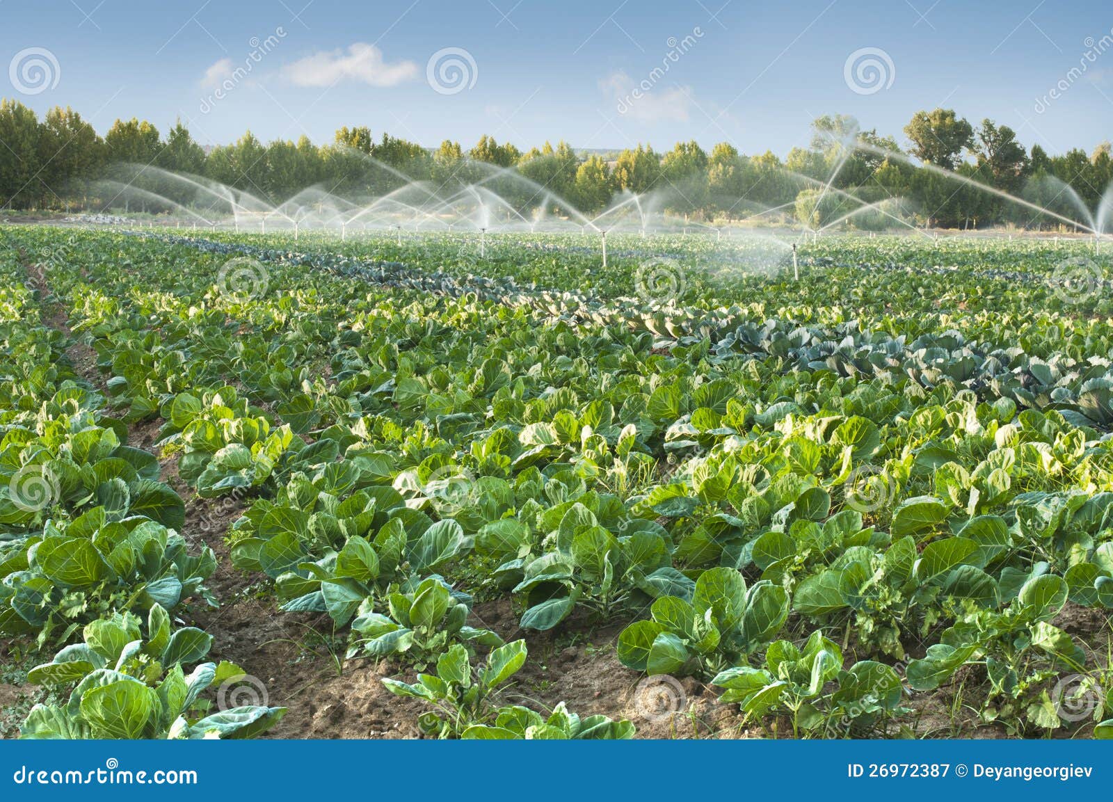 De Systemen Van De Irrigatie in Een Moestuin Stock Afbeelding - Image ...