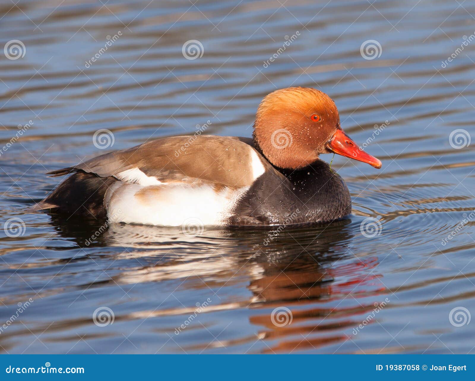 De tafeleend Met rode kuif stock foto. Image of rust - 19387058