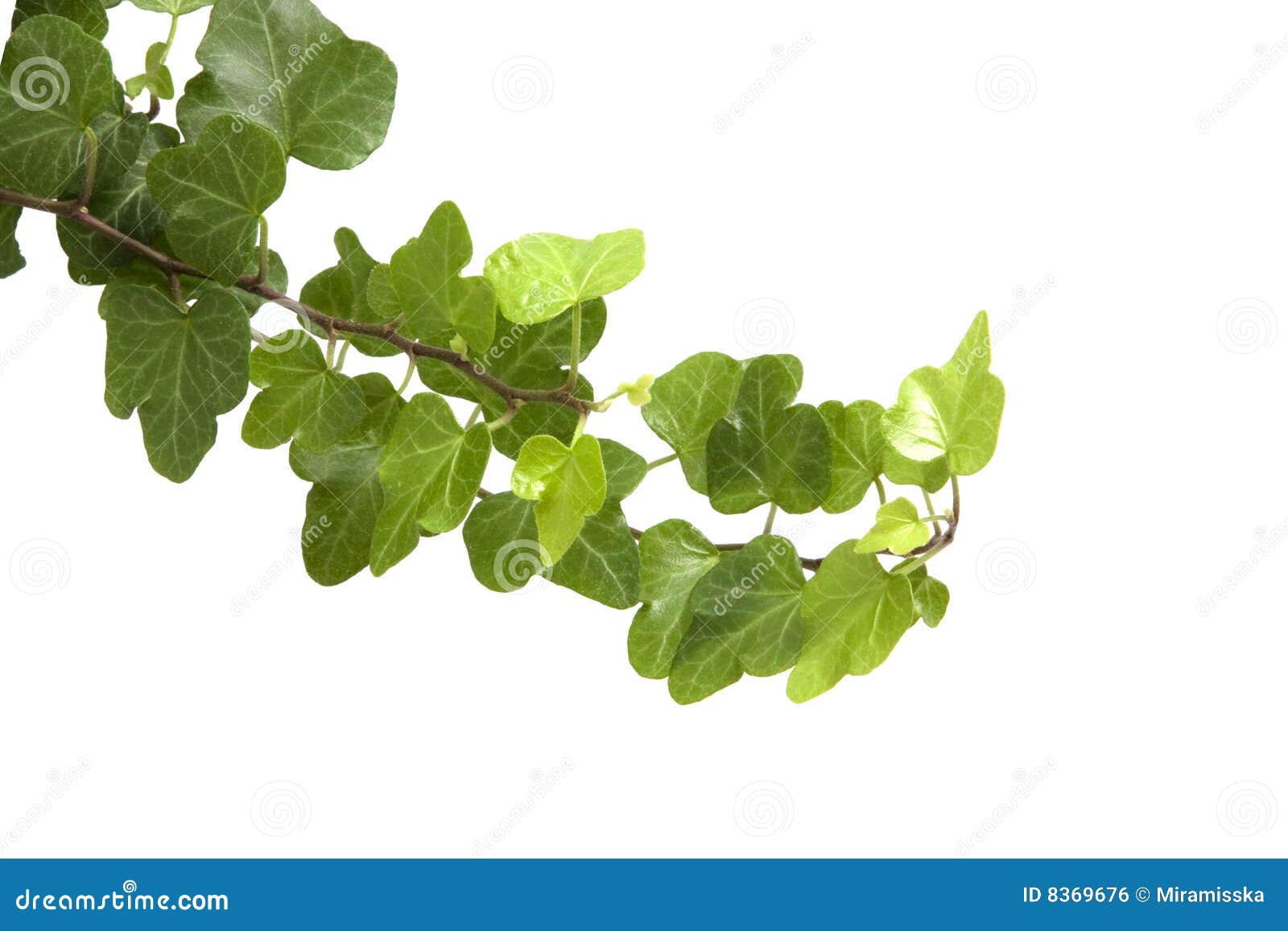 De Tak is Klimop Op Een Witte Achtergrond Stock Foto - Image of klimmen ...