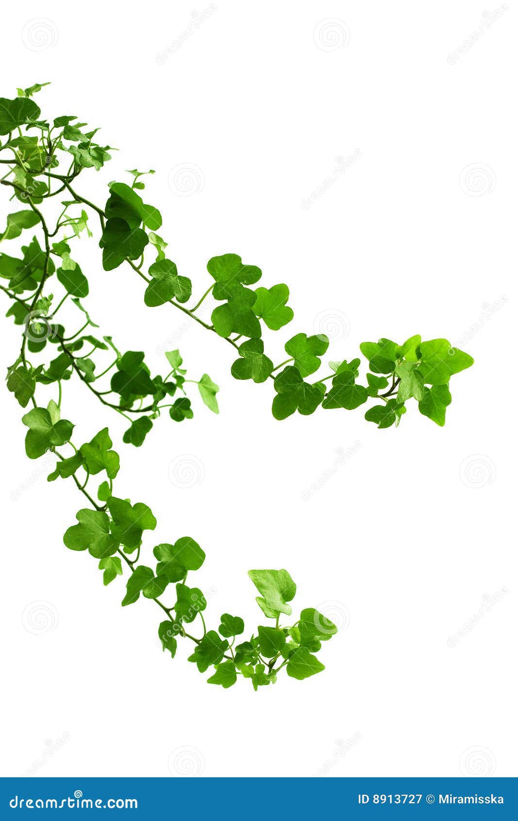 De Tak is Klimop Op Een Witte Achtergrond Stock Afbeelding - Image of ...