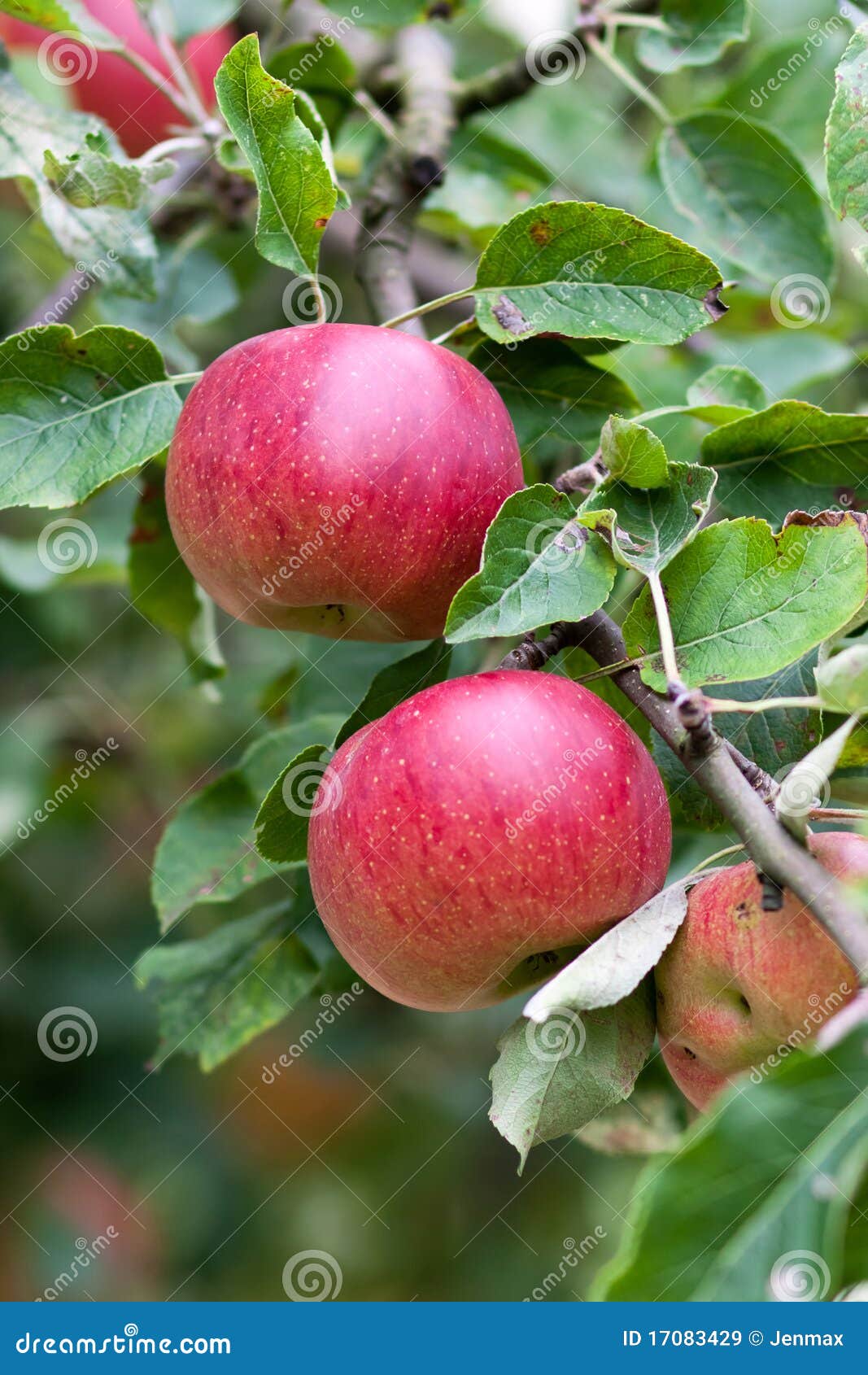 De Tak Van De Boomgaard Van De Appel Met Vruchten Stock Afbeelding ...