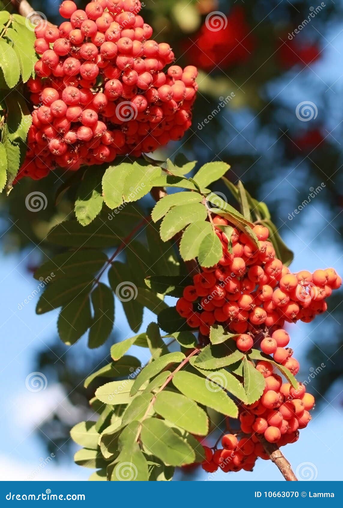 De Tak Van De Lijsterbes Met Bessen Stock Foto - Image of berg, voedsel ...
