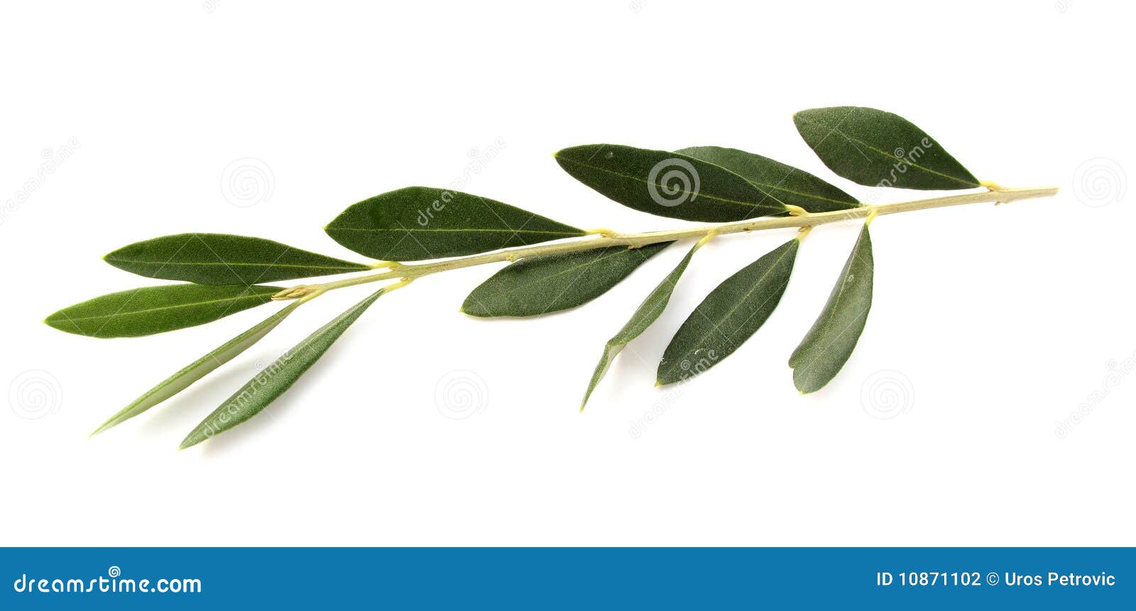 De tak van de olijf stock foto. Image of olijf, symbool - 10871102