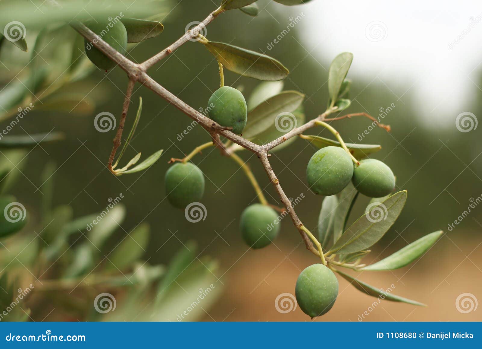 De tak van de olijf stock foto. Image of voedsel, olijf - 1108680