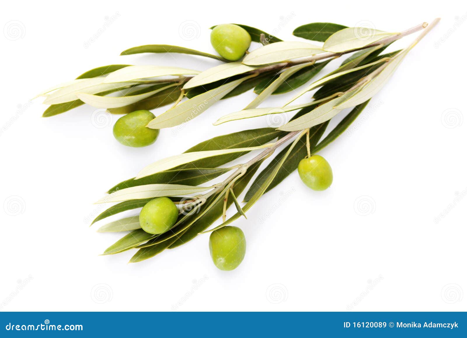 De tak van de olijf stock afbeelding. Image of geïsoleerd - 16120089