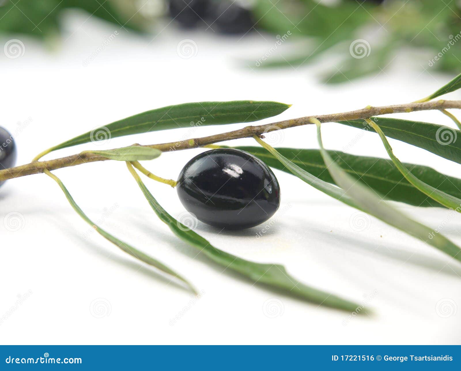 De tak van de olijf stock foto. Image of installatie - 17221516