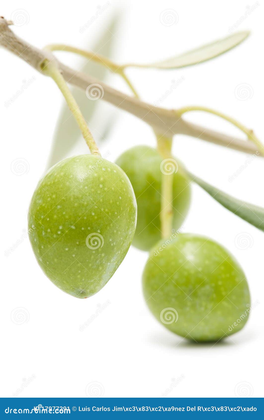 De tak van de olijf stock afbeelding. Image of ingrediënt - 17977291