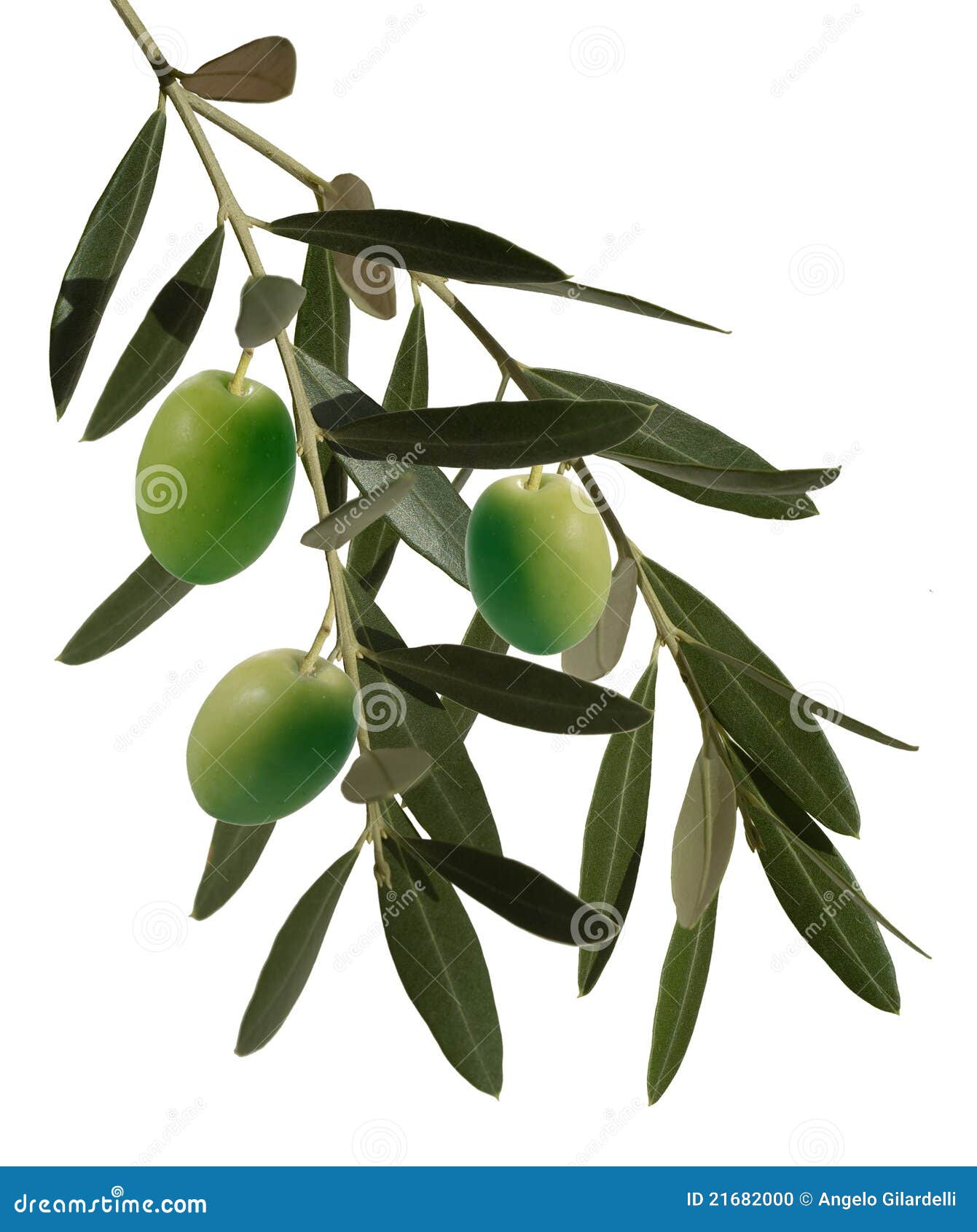 De tak van de olijf stock foto. Image of olijf, groen - 21682000