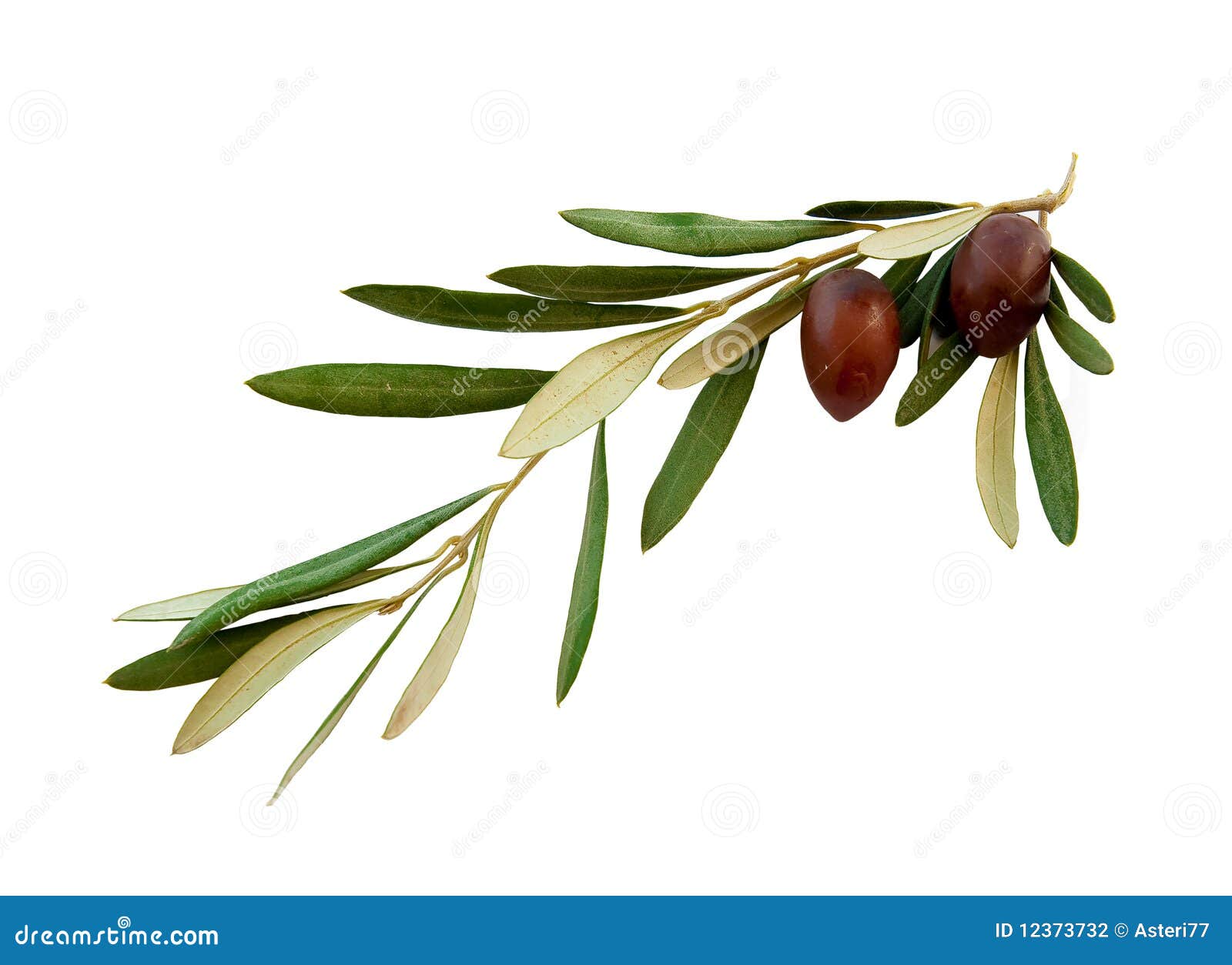 De Tak Van De Olijf Met Groene Bladeren Op Een Wit Stock Foto - Image ...