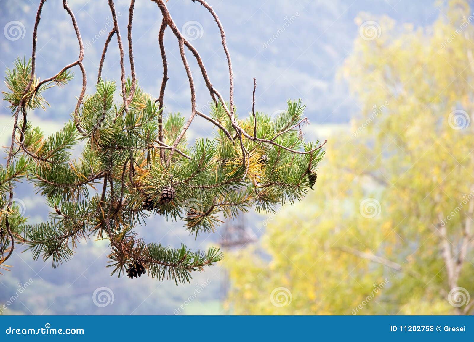 De tak van de pijnboom stock foto. Image of naald, boom - 11202758