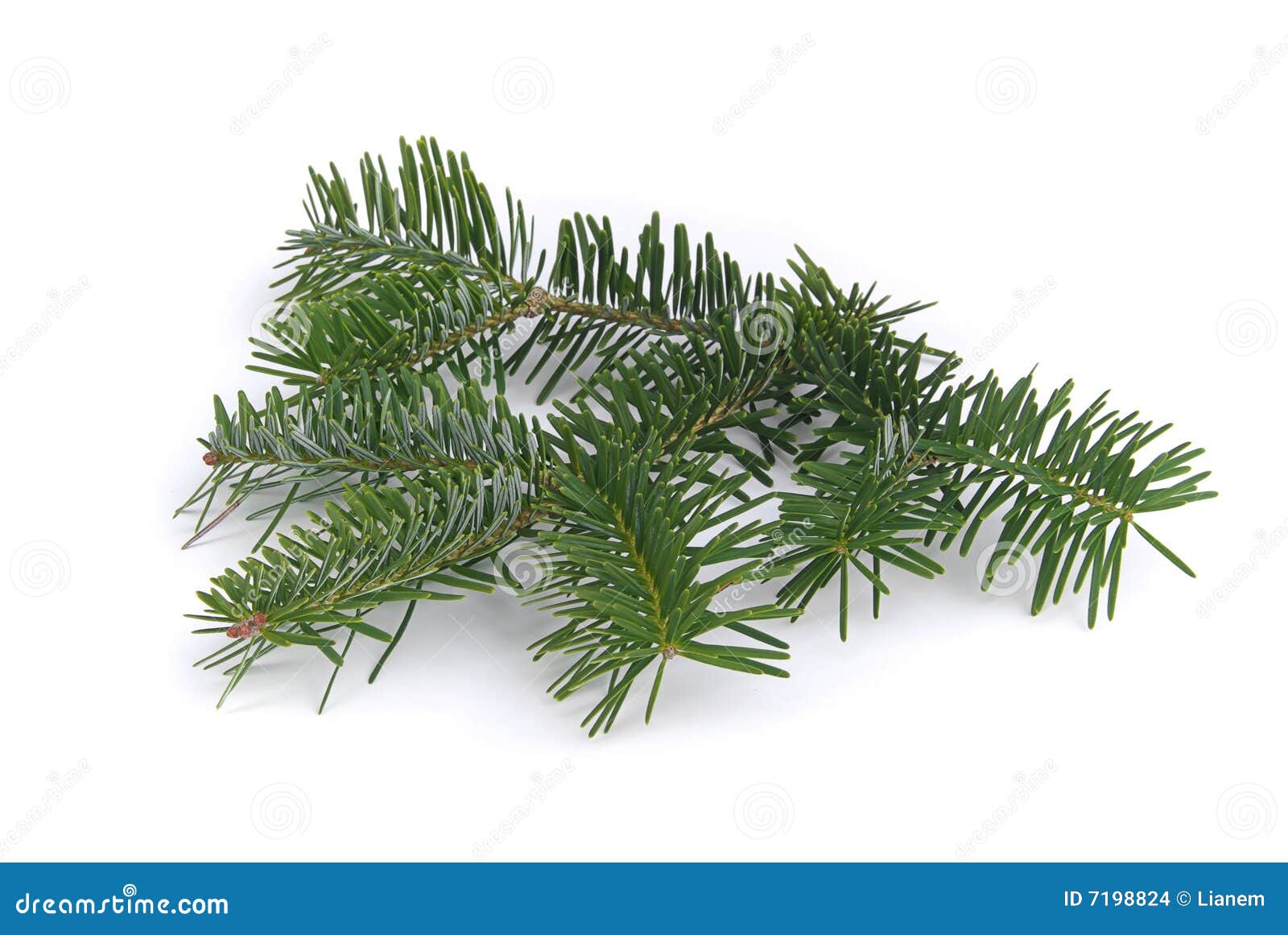 De tak van de spar stock foto. Image of blad, spar, decoratief - 7198824