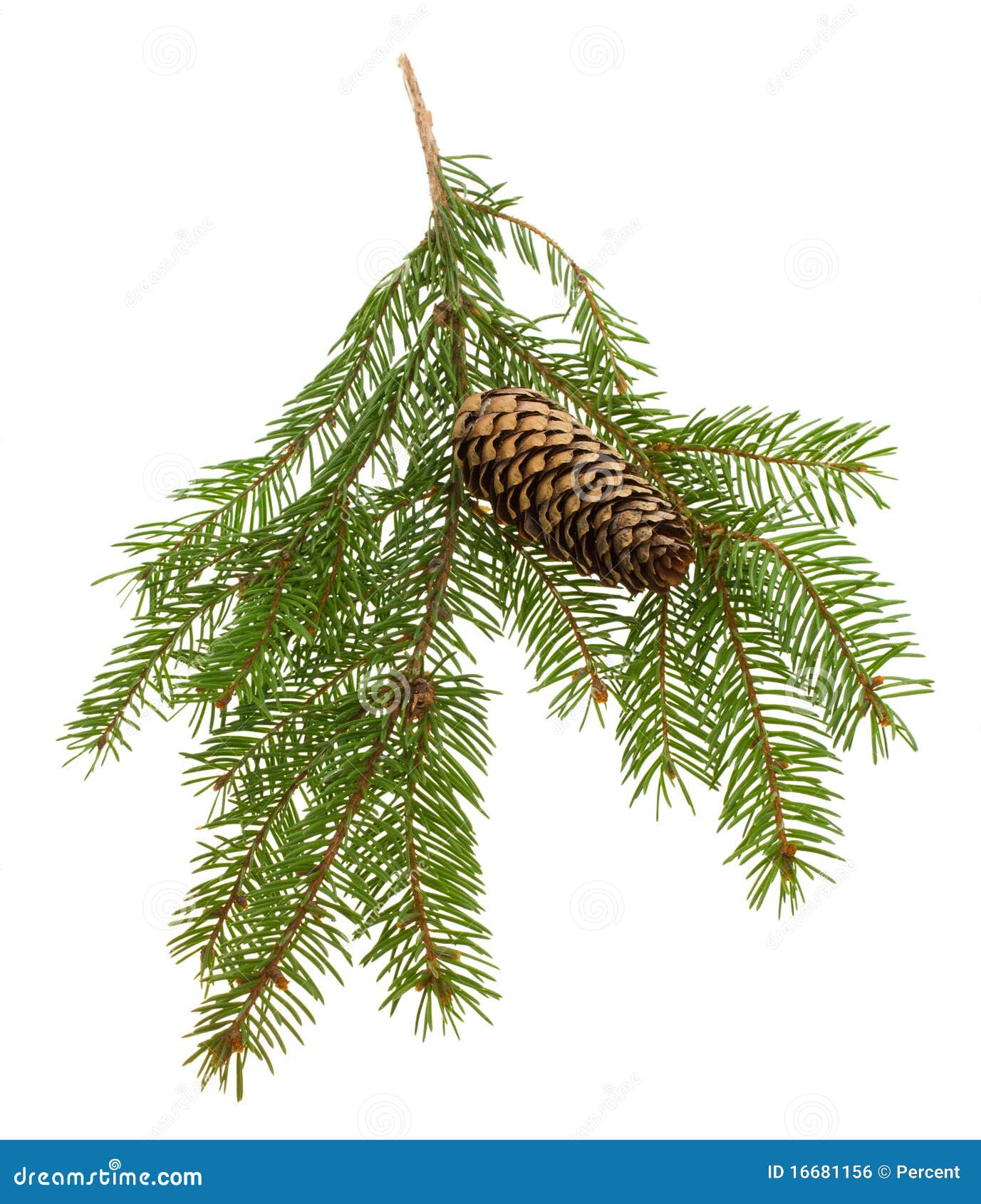 De Tak Van De Spar Met Kegel Stock Foto - Image of niemand, studio ...