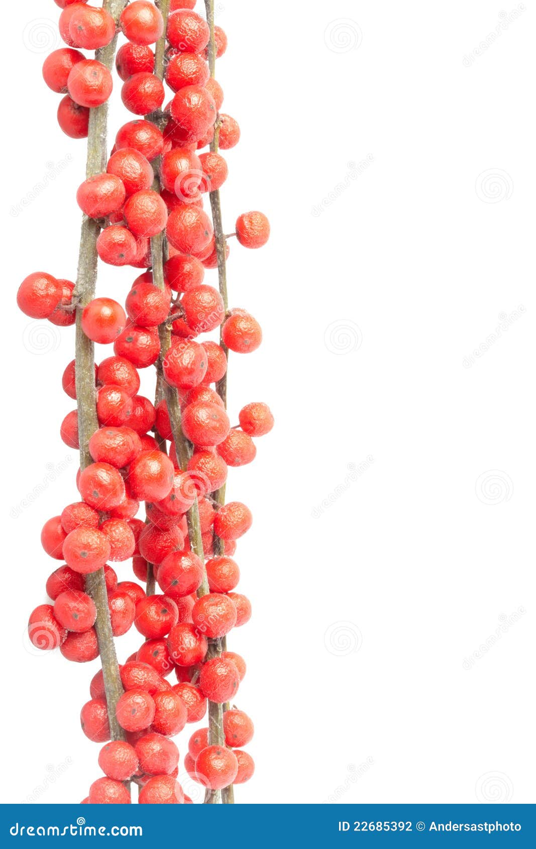 De Tak Van Kerstmis Met Rode Bessen Stock Foto - Image of seizoen ...