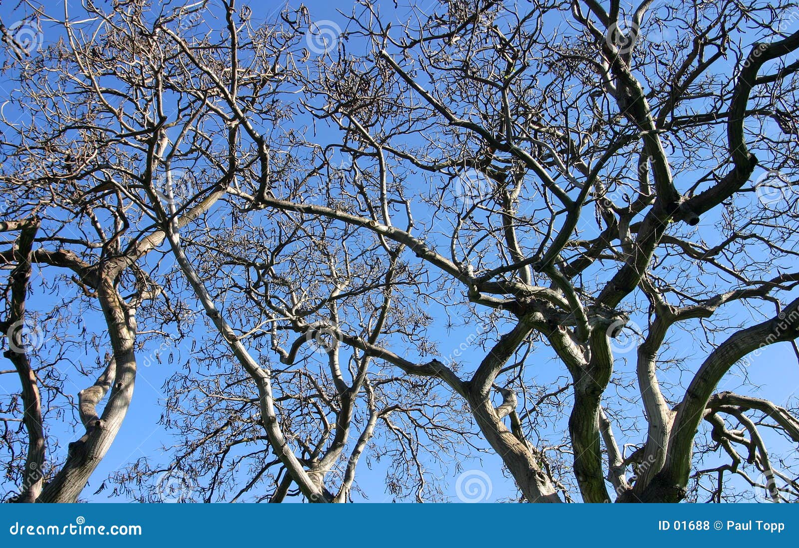 De takken van de boom stock foto. Image of vertakken, foto - 1688