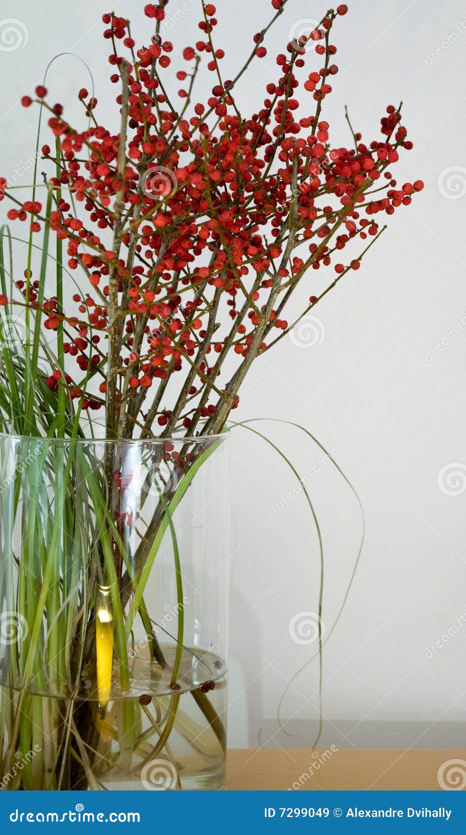 De Takken Van De Hulst Met Rode Bessen Stock Afbeelding - Image of ...