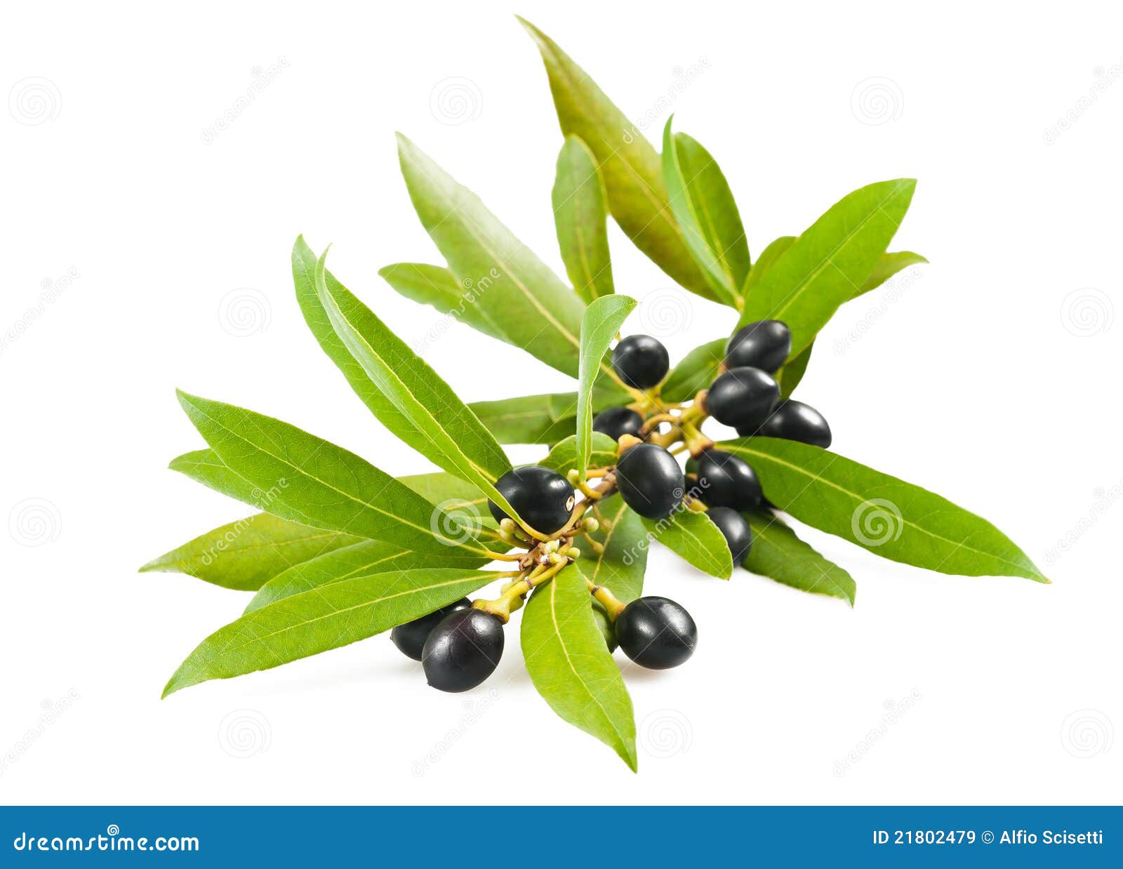 De takken van de laurier stock afbeelding. Image of kleur - 21802479