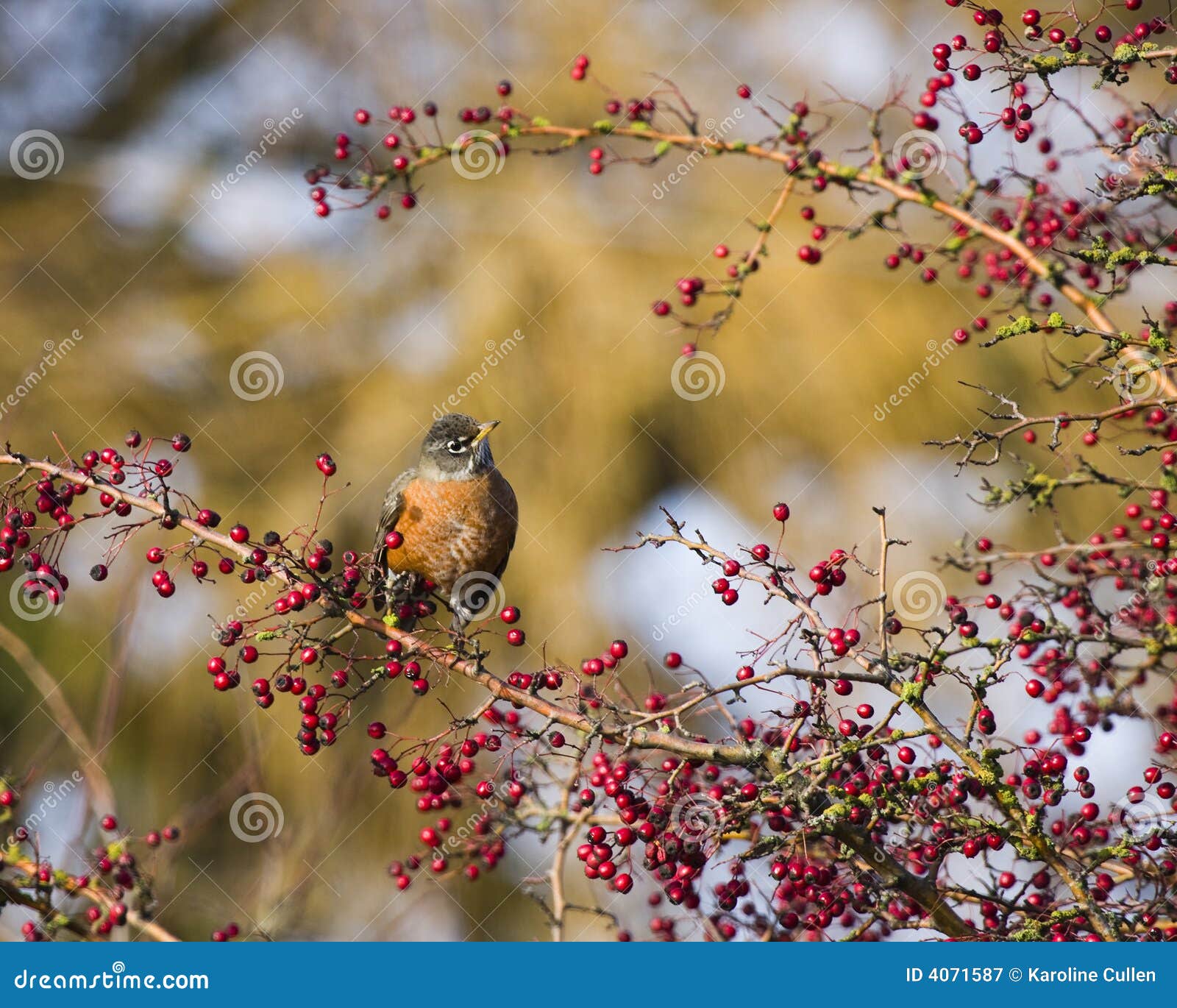 De Takken Van Robin En Van De Bes Stock Afbeelding - Image of wild ...