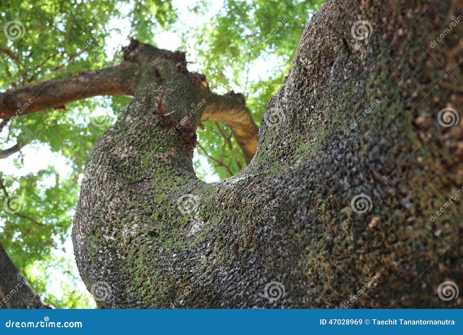 De Tamarindeboom Kijkt Als Menselijk Lichaam Stock Afbeelding - Image ...