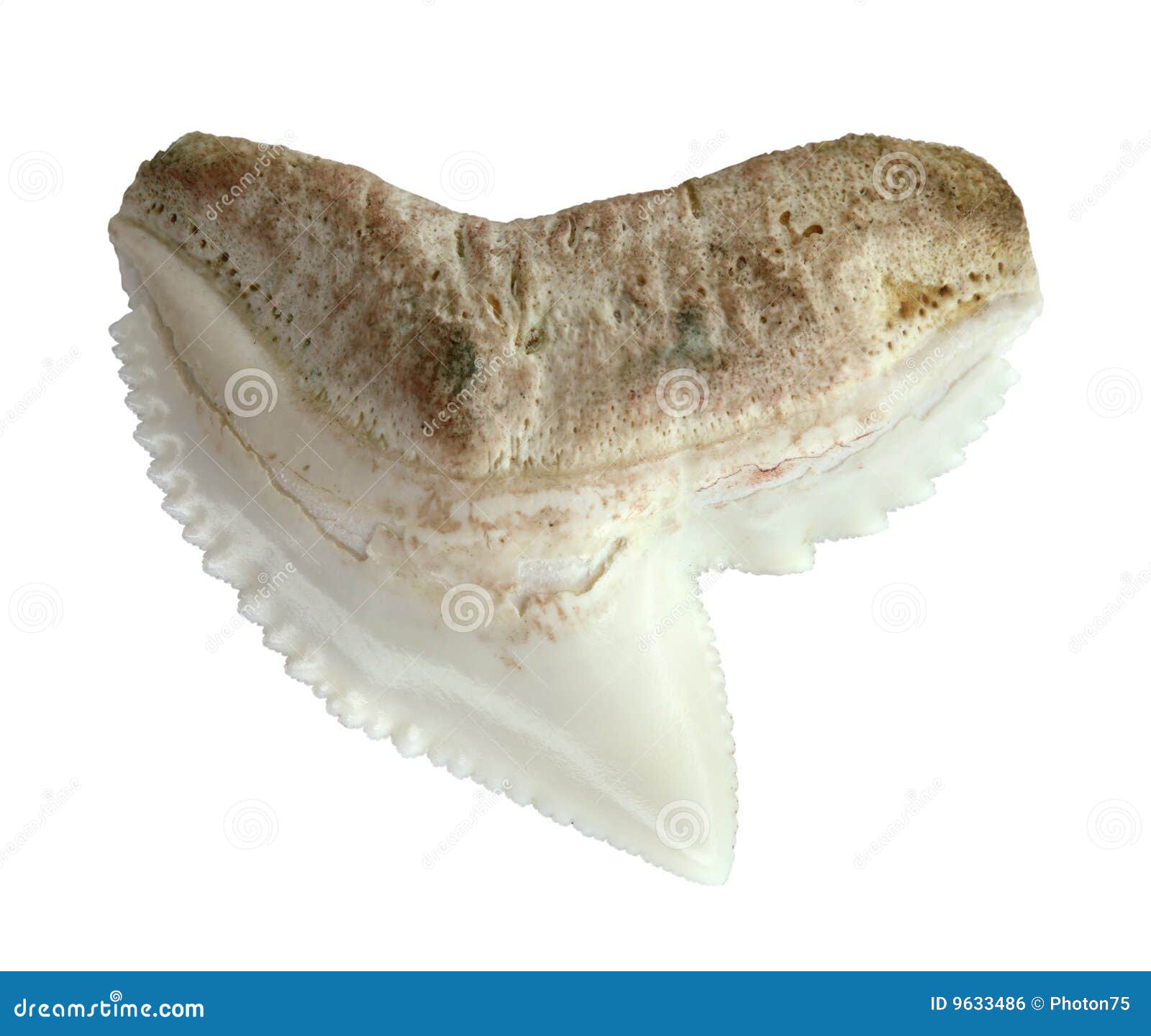 De tand van de haai stock foto. Image of archeologie, nave - 9633486