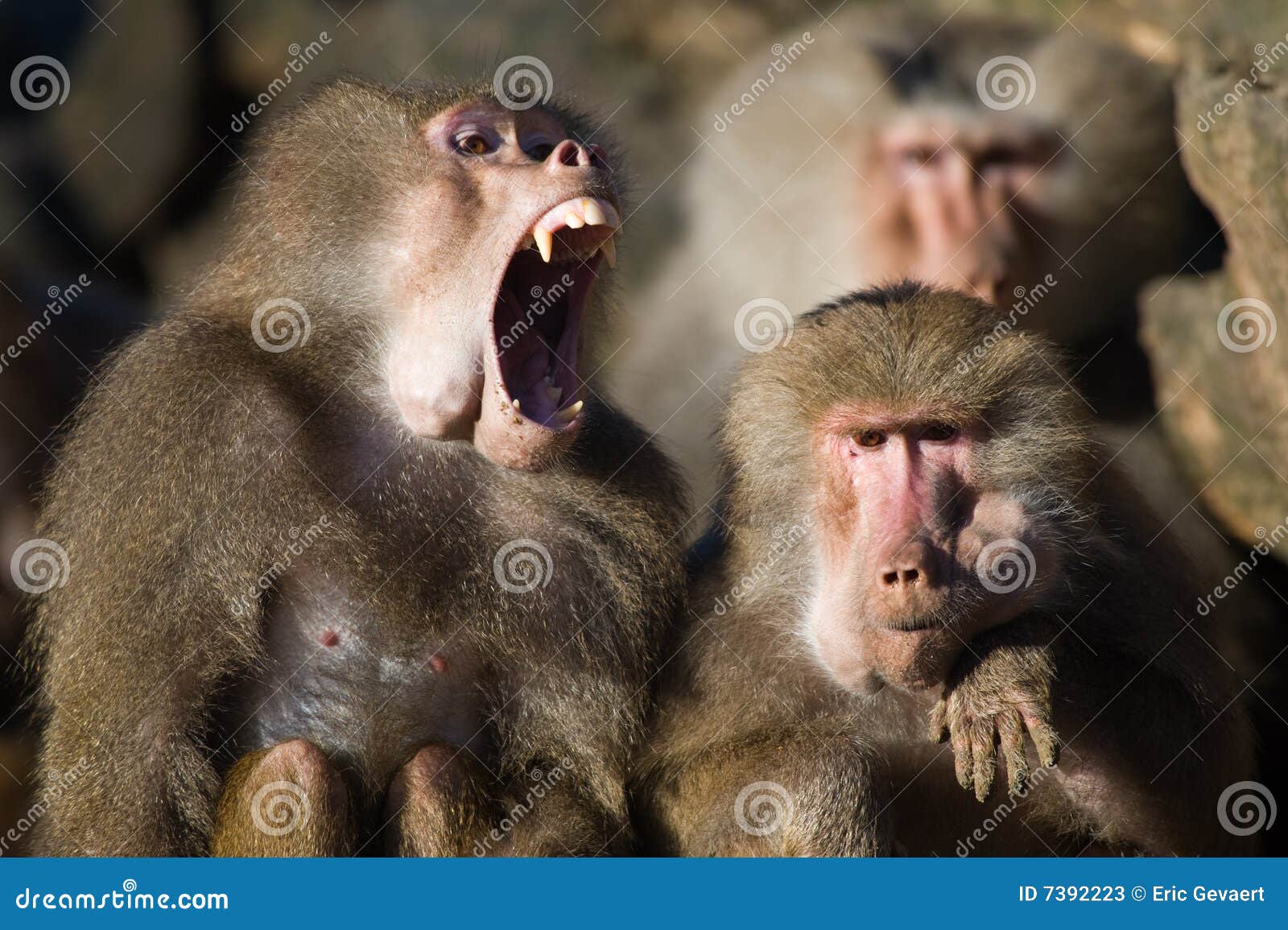 De tanden van de baviaan stock afbeelding. Image of afrikaans - 7392223