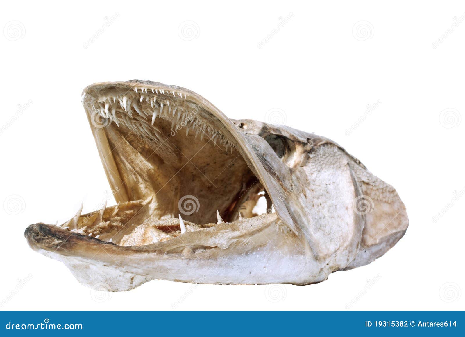 De tanden van vissen stock foto. Image of overzees, nadruk - 19315382