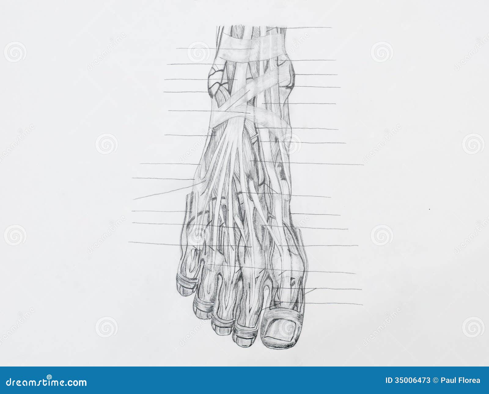De Tekening Van Het De Pezenpotlood Van Voetspieren Stock Afbeelding ...