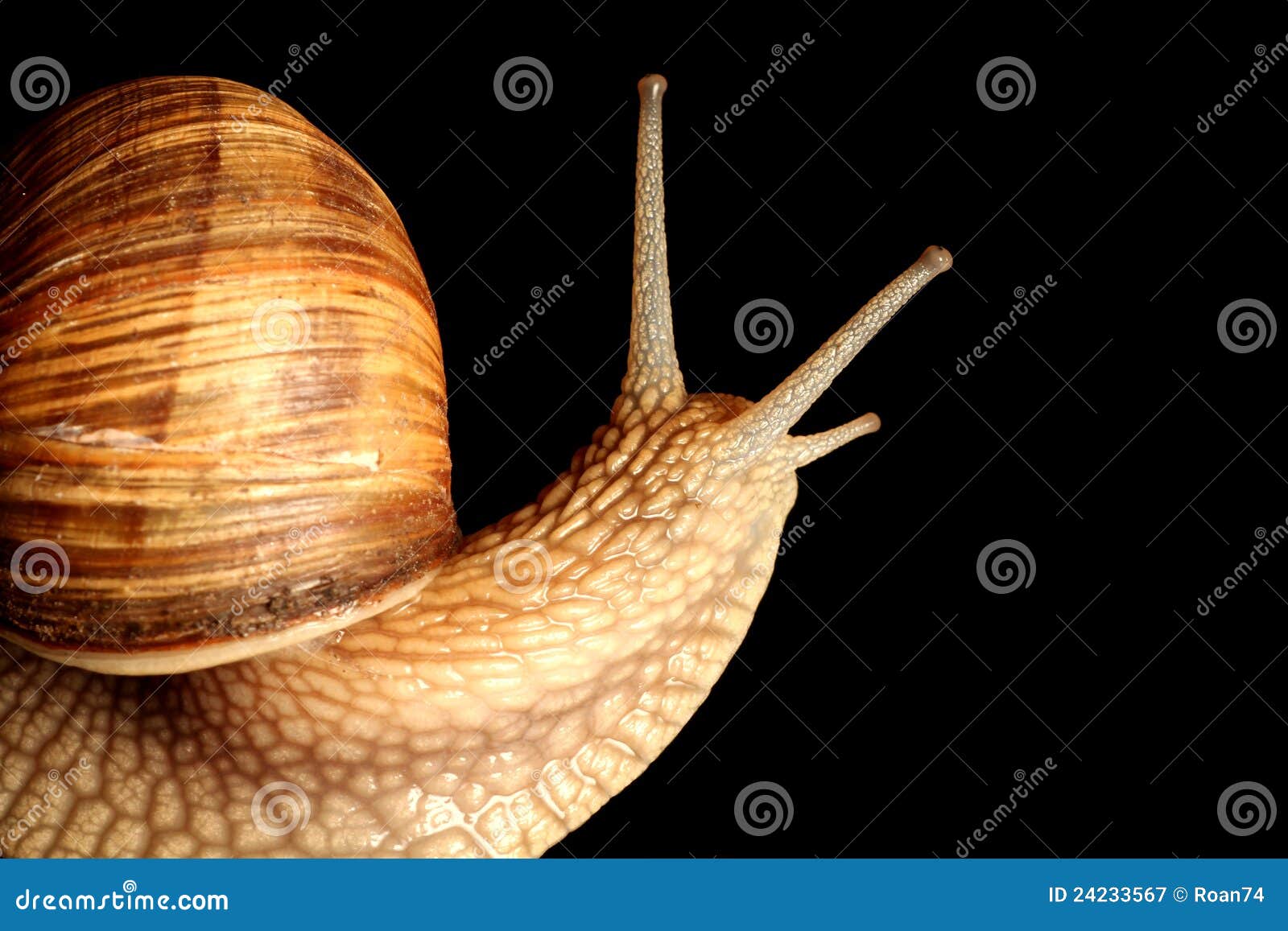 De tentakels van de slak stock afbeelding. Image of feest - 24233567