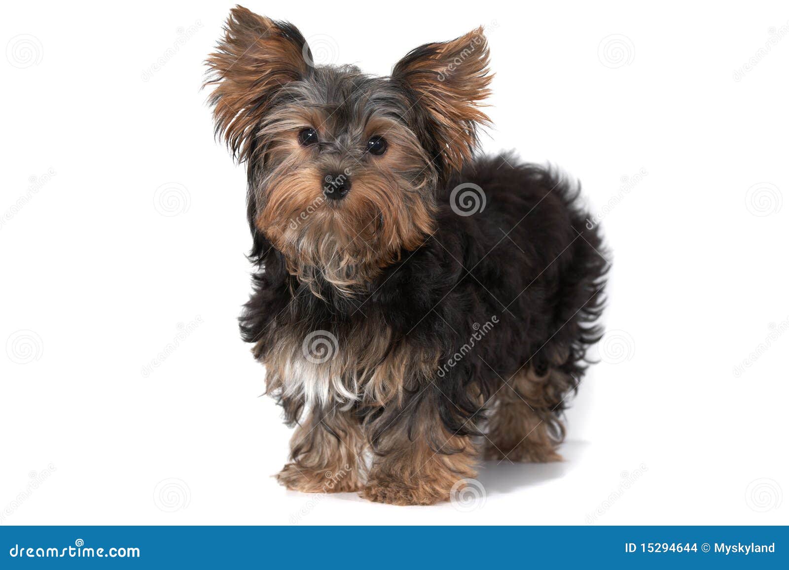 De Terriër Van Yorkshire Op Het Wit Stock Foto - Image of leuk ...