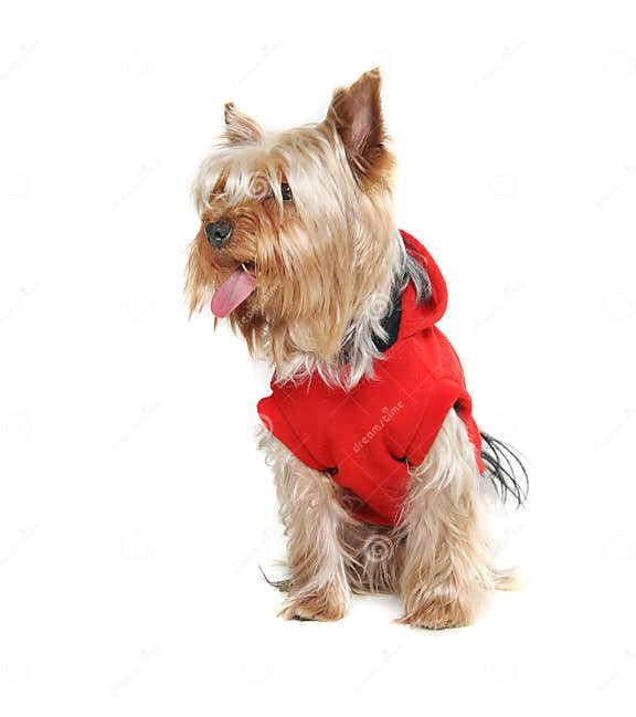 De Terriër Van Yorkshire Over Wit Stock Foto - Image of mini, haar ...