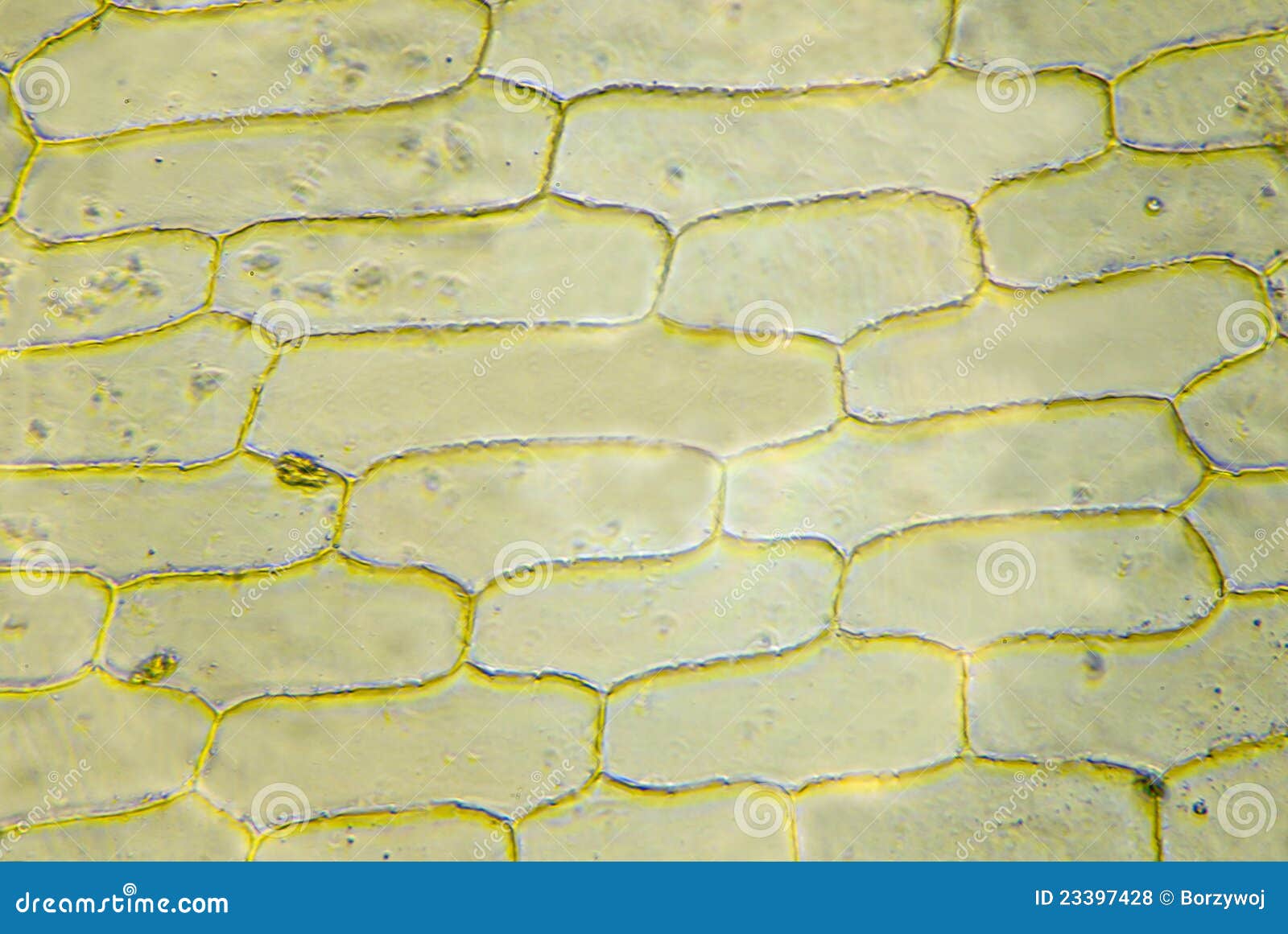 De textuur van cellen stock foto. Image of geometrisch - 23397428